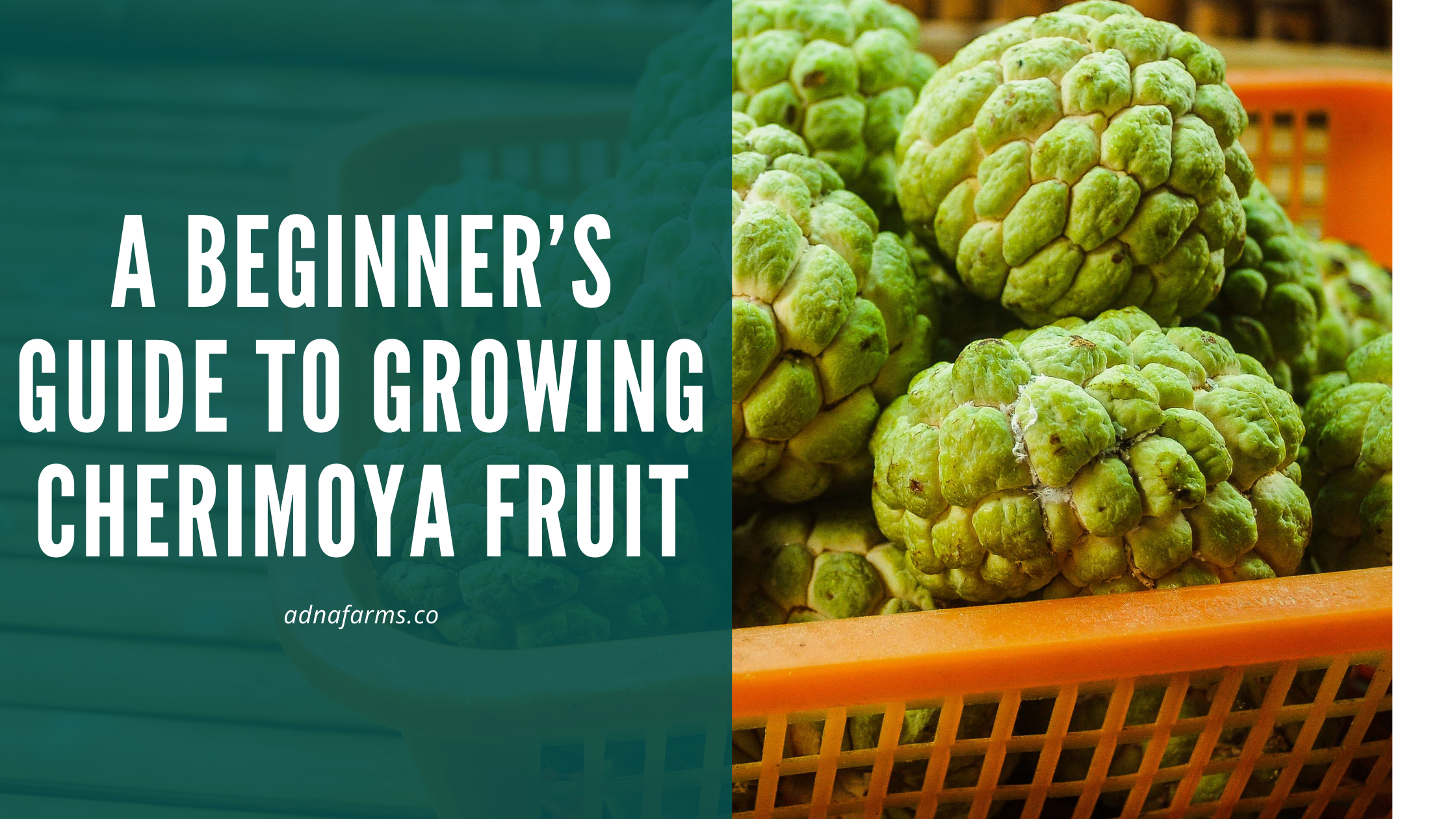 A Beginner’s Guide to Growing Cherimoya Fruit