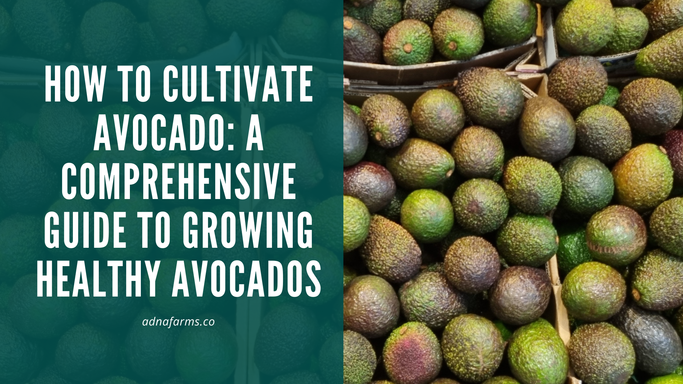 How to Cultivate Avocado: A Comprehensive Guide to Growing Healthy Avo