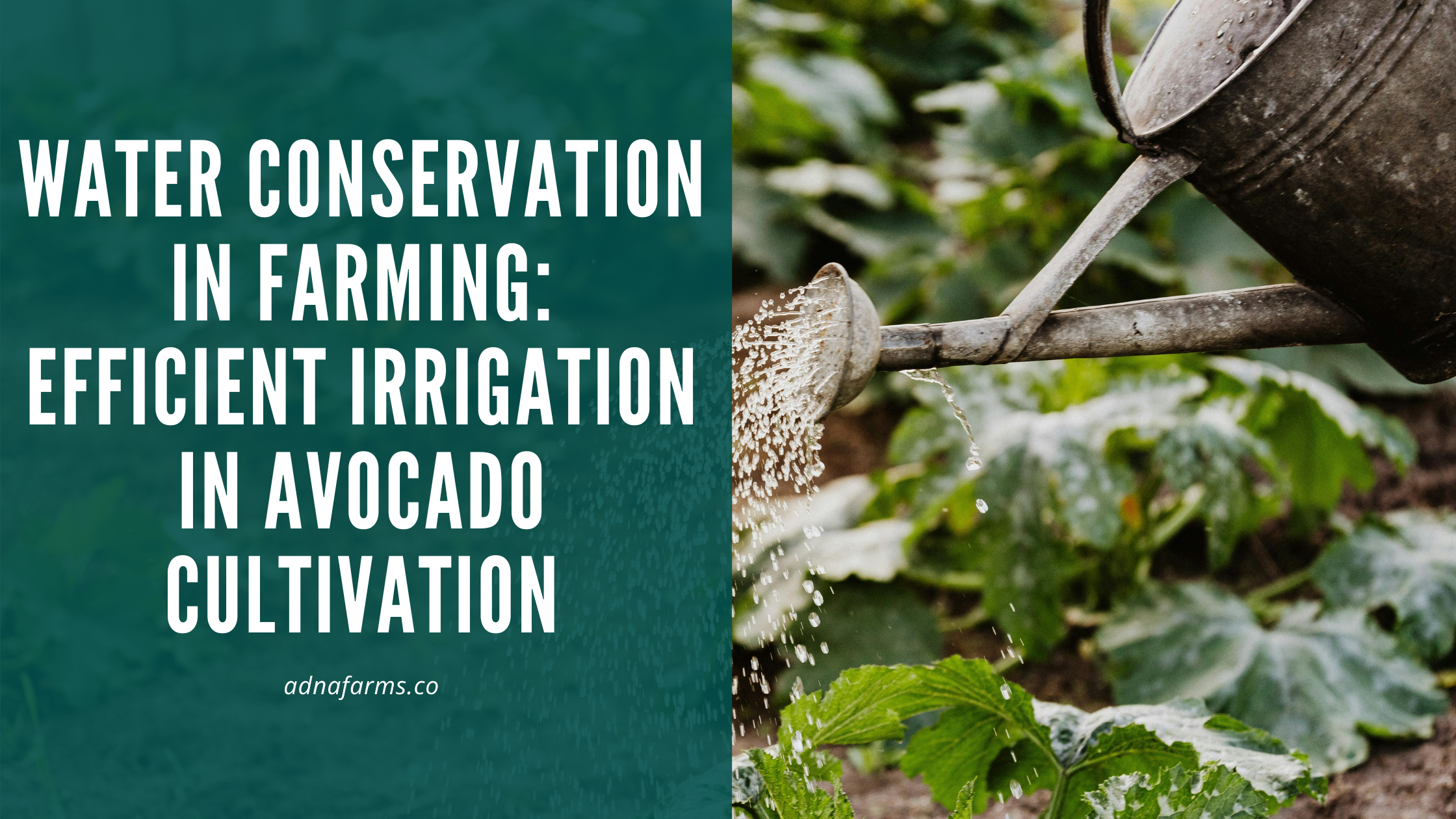 Farming Water Conservation: Avocado Cultivation Efficient Irrigation