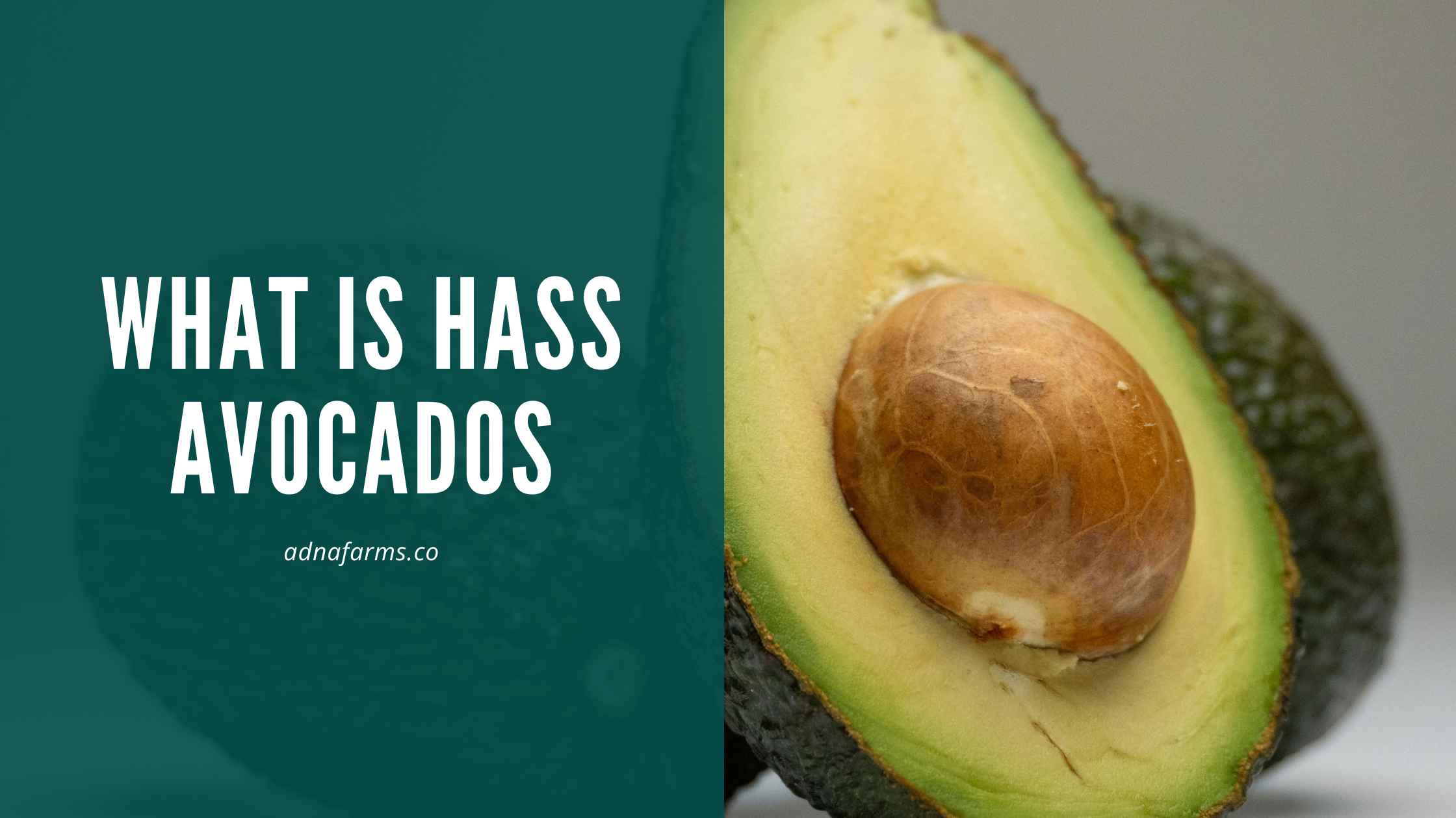 What is Hass Avocados: Standard of Commercial Avocado Cultivation
